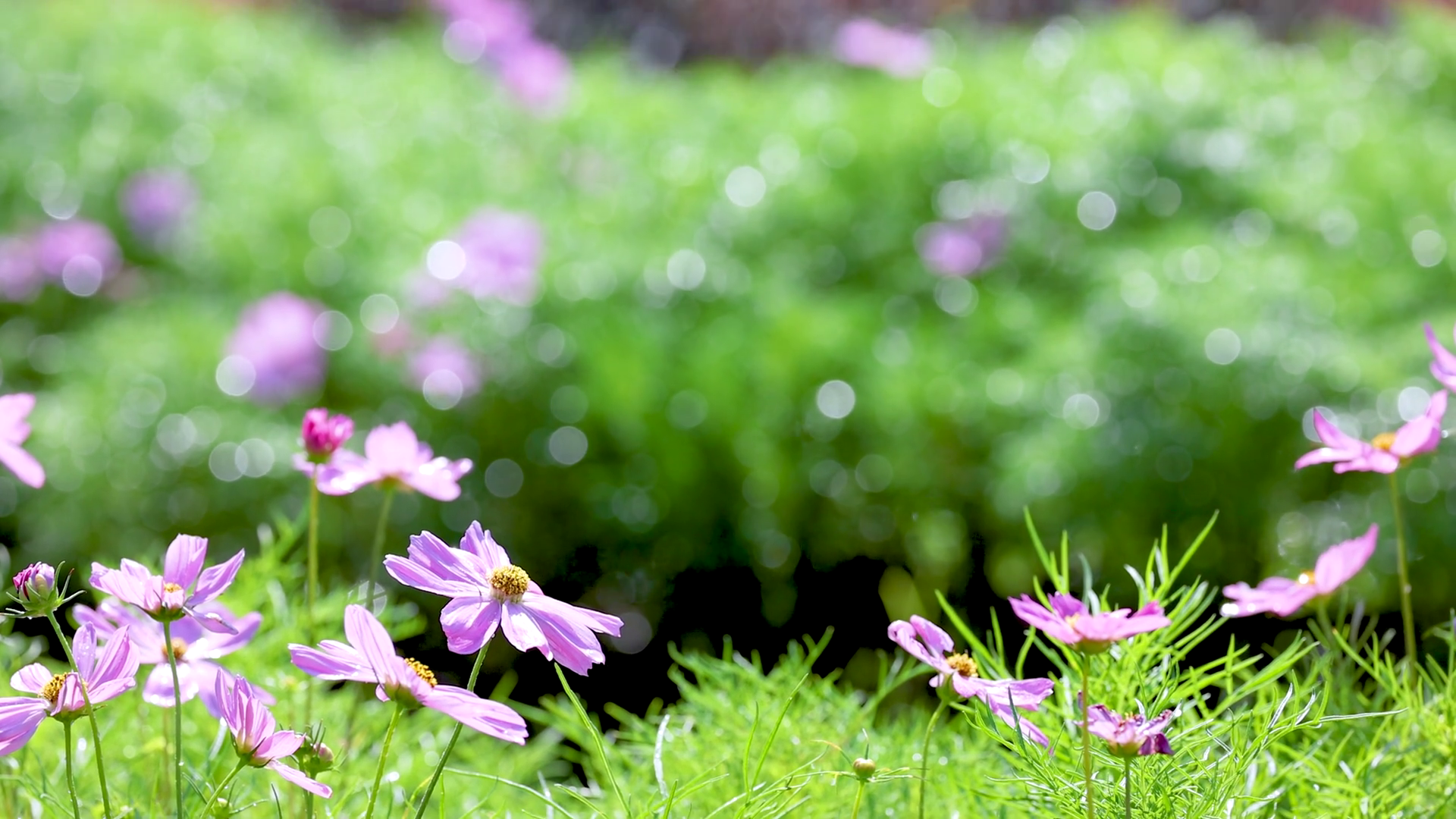 Cosmos Flowers In Rama 9 Park Stock Footage SBV-352299900 - Storyblocks