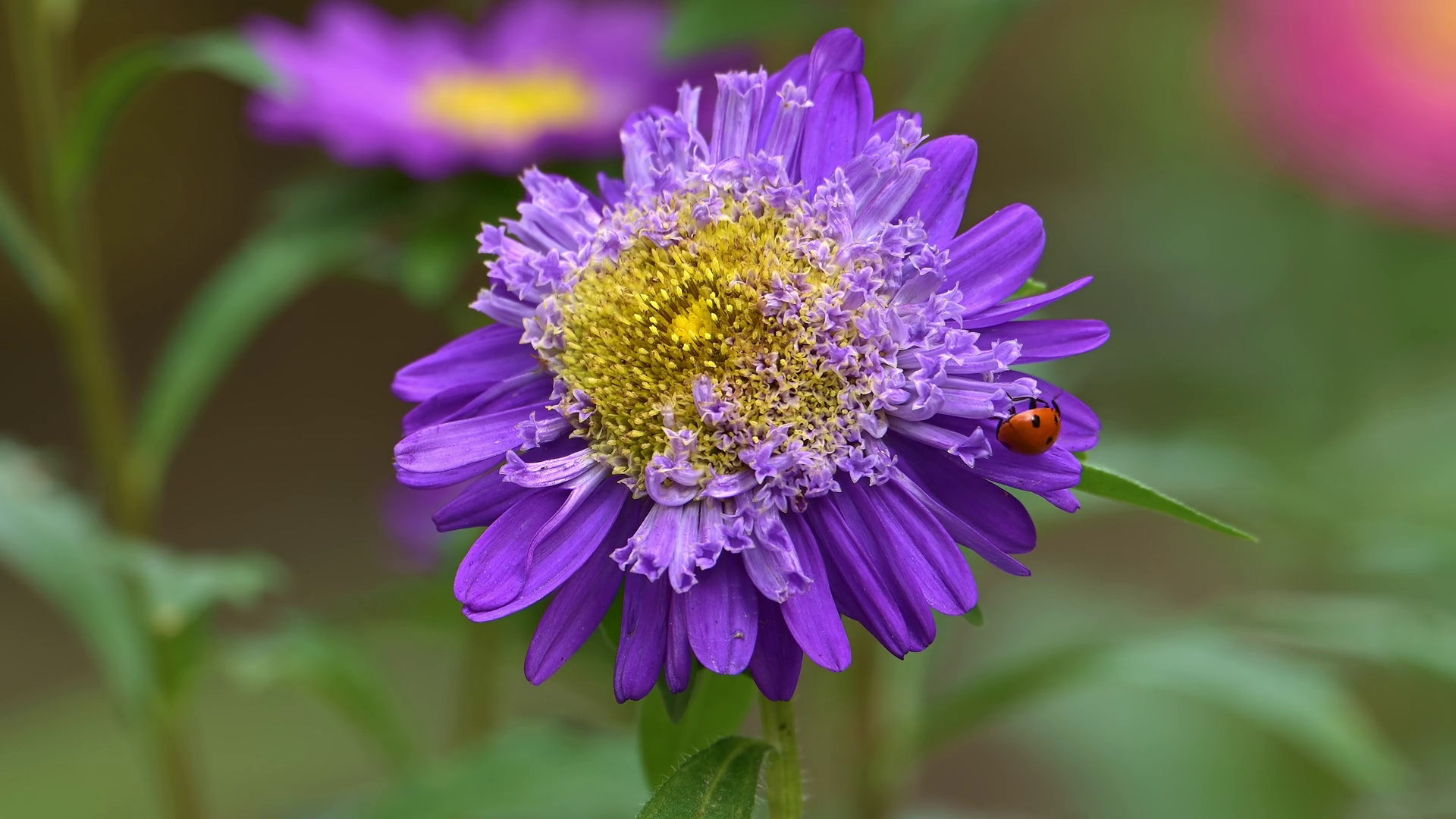 Ladybird Walking On Purple Flower Stock Footage SBV-352085565 - Storyblocks
