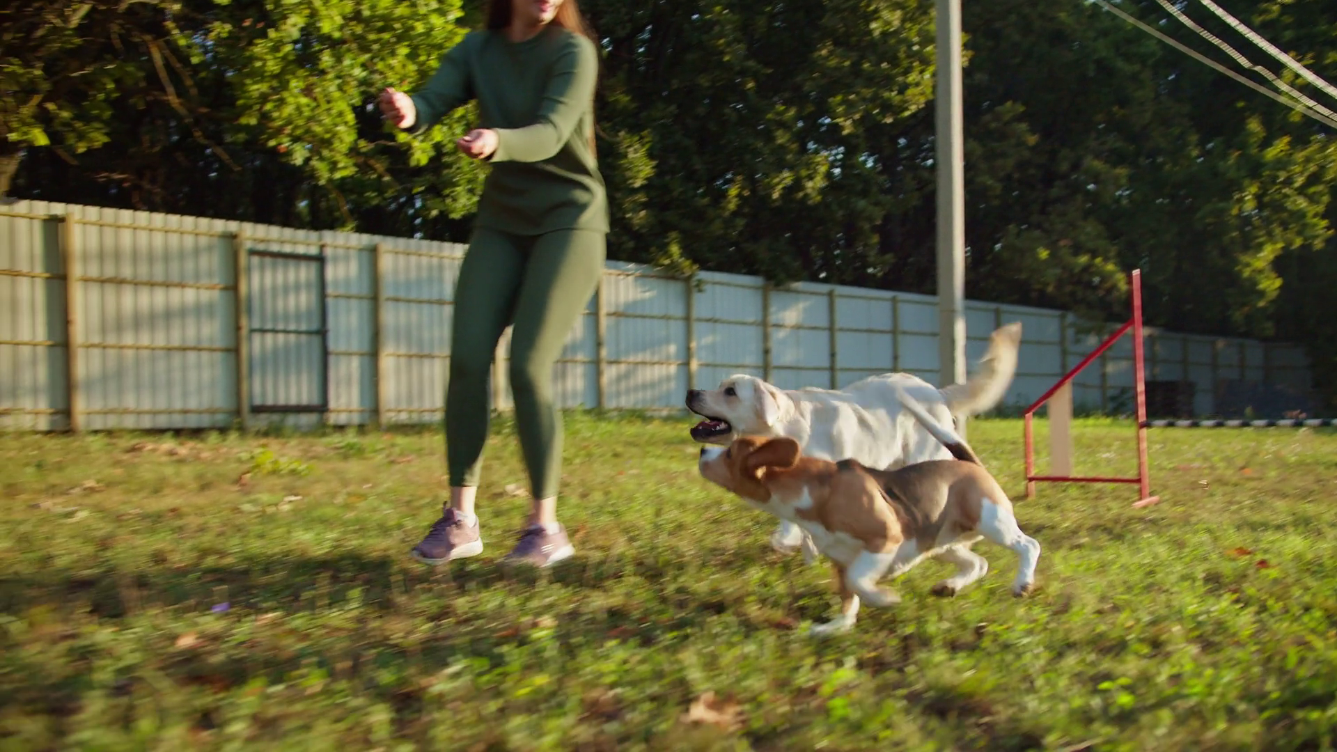 Two Funny Dogs White Brown Are Chasing Owner Stock Footage SBV ...