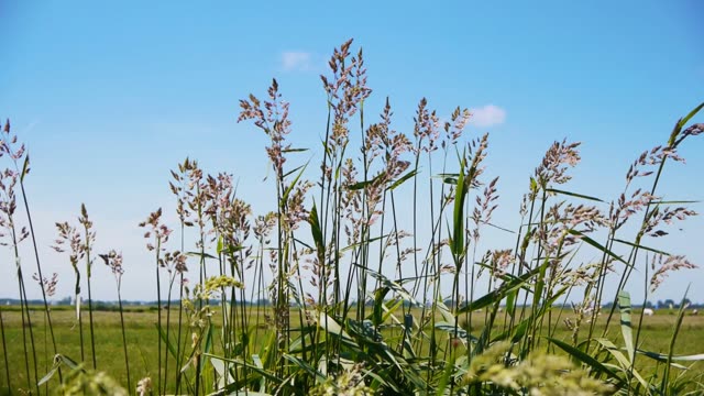 Reed Land Stock Footage: Royalty-Free Video Clips - Storyblocks