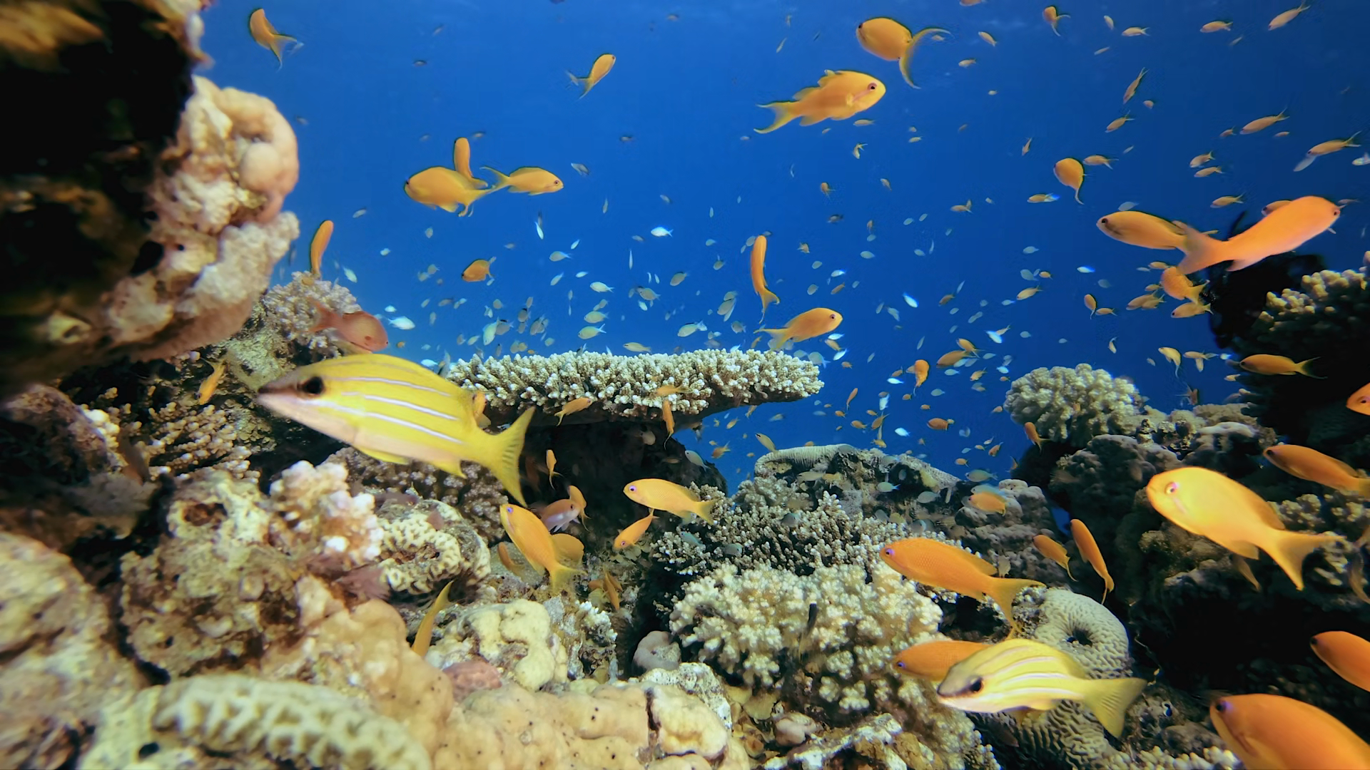 Underwater Life Fish In Ocean Stock Footage SBV-353903730 - Storyblocks