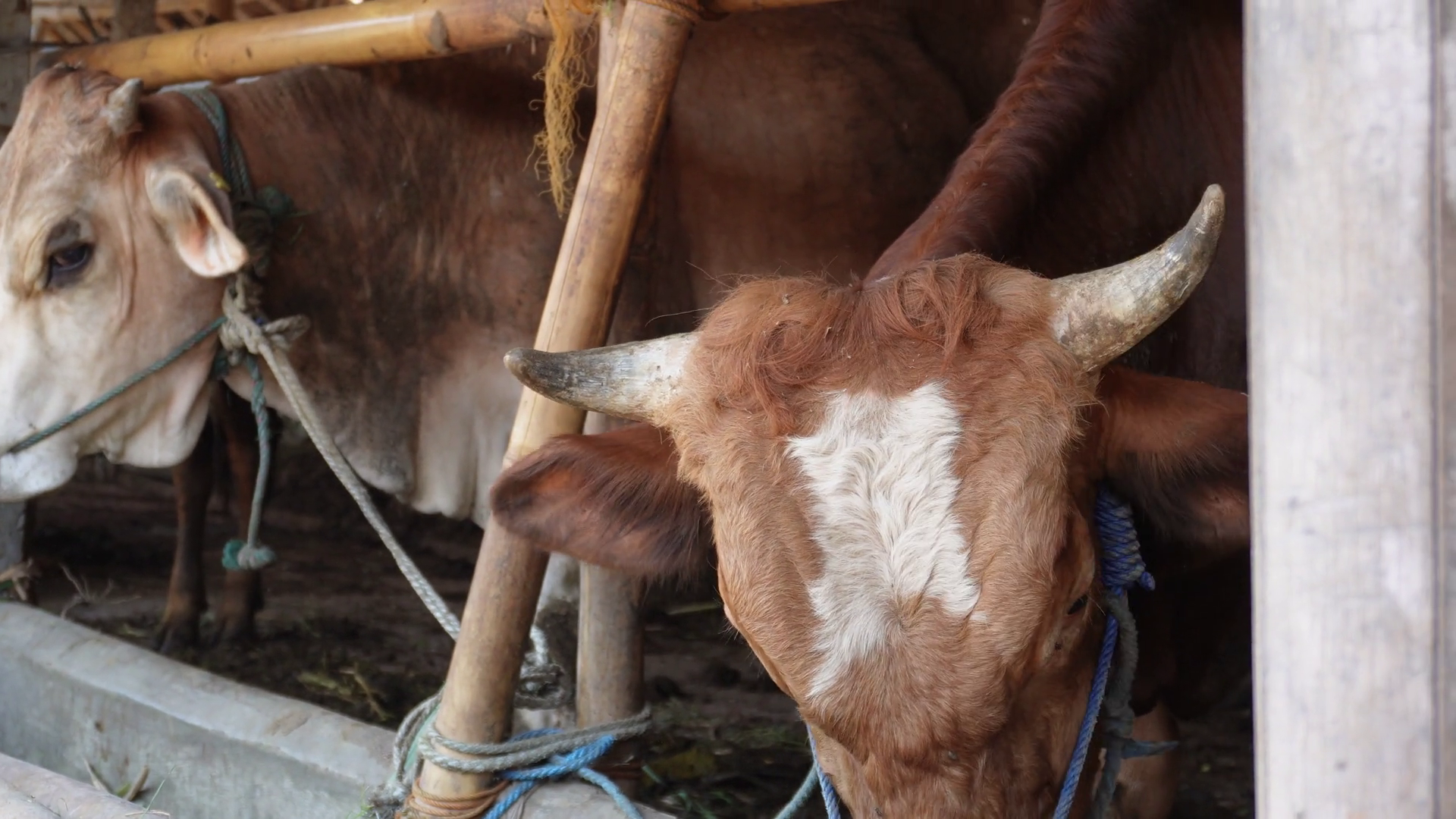 Ongole Crossbred Cattle Javanese Cow Sapi Stock Footage SBV-348811963 ...