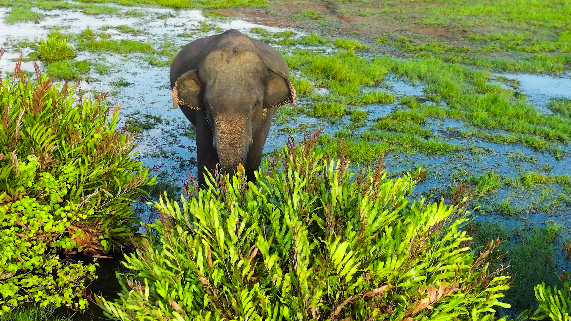 Aerial View Of Elephant In Swamp Among Stock Footage SBV-352301515 ...