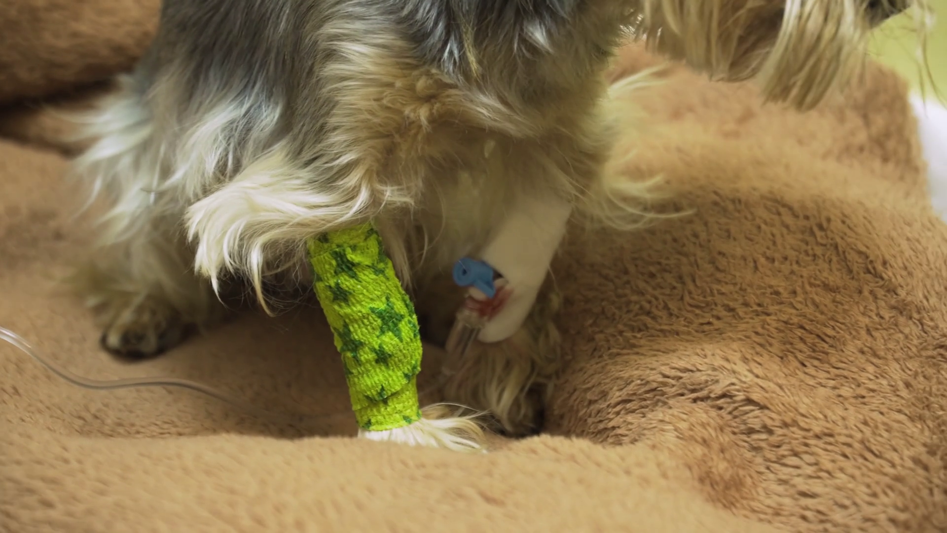 Dog With Intravenous Infusion Drip In Vet At Stock Footage SBV ...