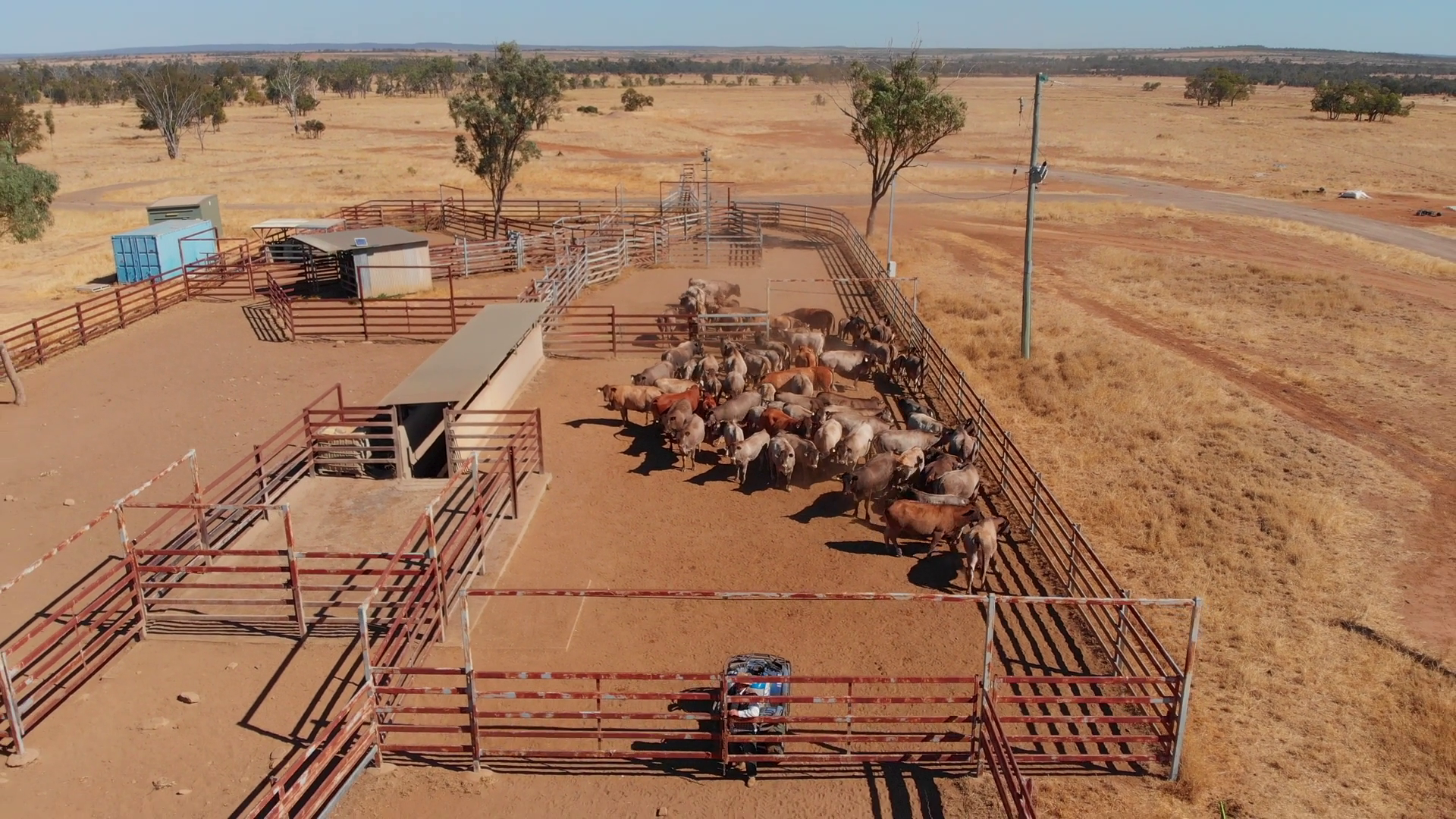 Aerial View Of Cattle Mustering In Dry Stock Footage SBV-349252669 ...
