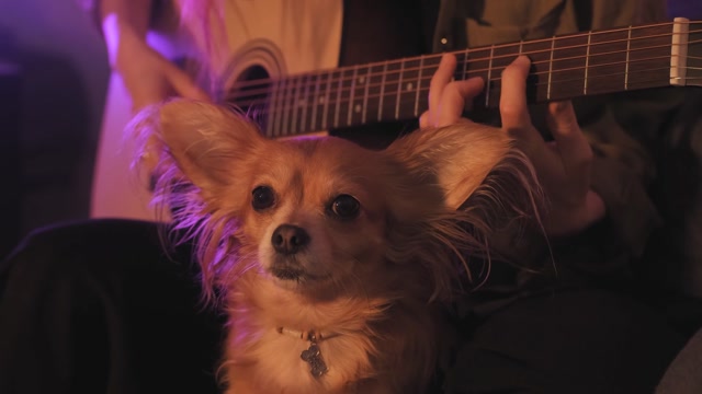 Player | Animals stock footage - Storyblocks