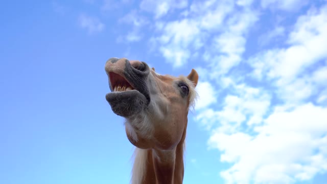 Horse Funny Stock Footage: Royalty-Free Video Clips - Storyblocks