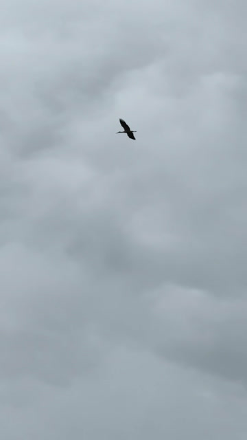 Grey Cranes Flying Spring Sky Stock Footage: Royalty-Free Video Clips ...