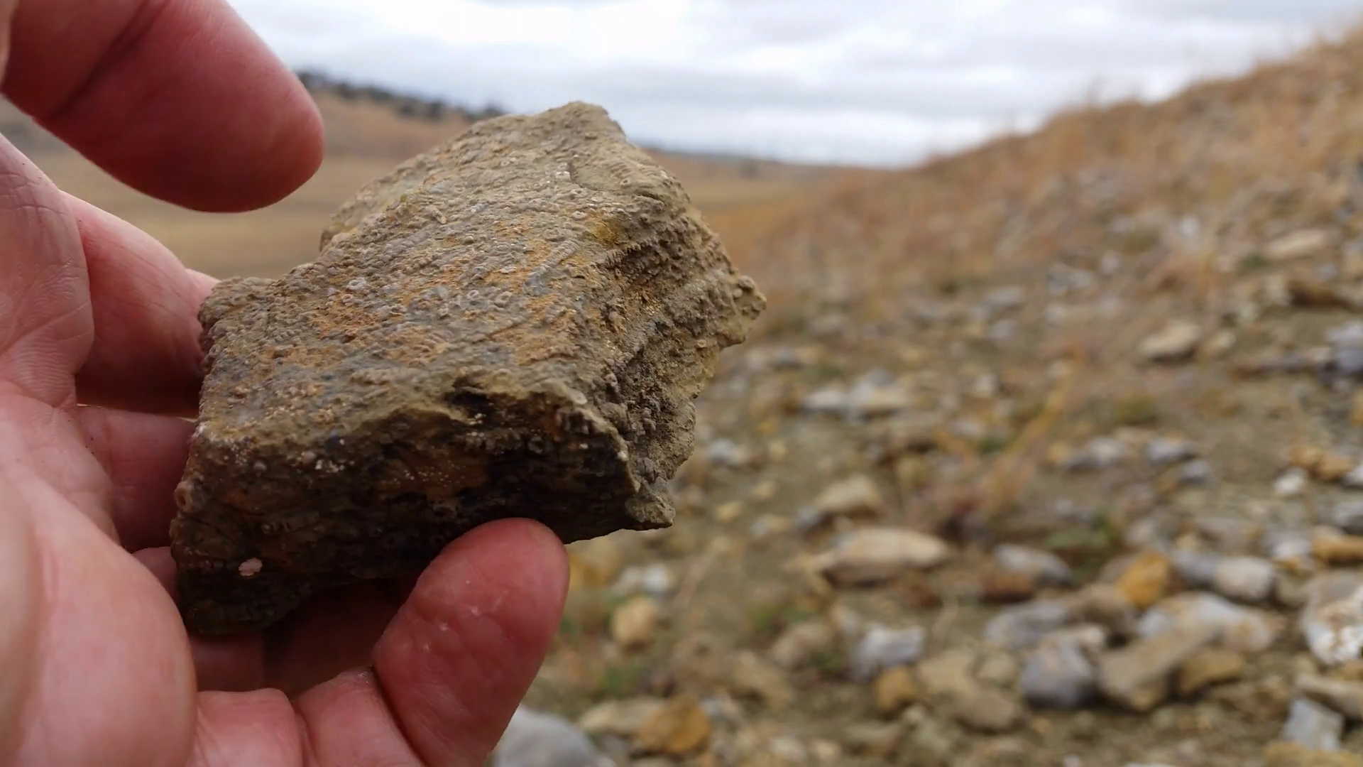 Paleontology Dig Fossil Excavation Stock Footage SBV-301114414 ...