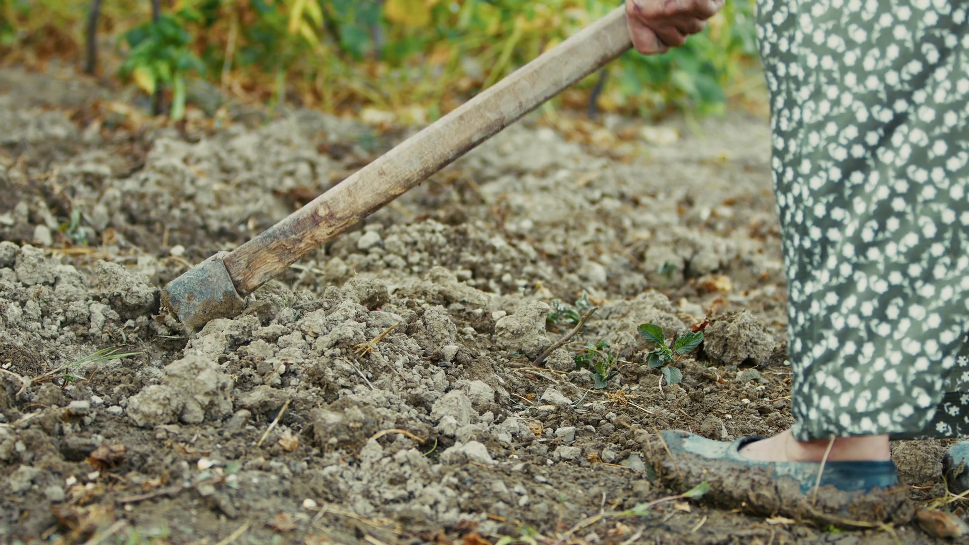 Old Peasant Woman Hoeing Soil In Garden Stock Footage SBV-349220068 ...