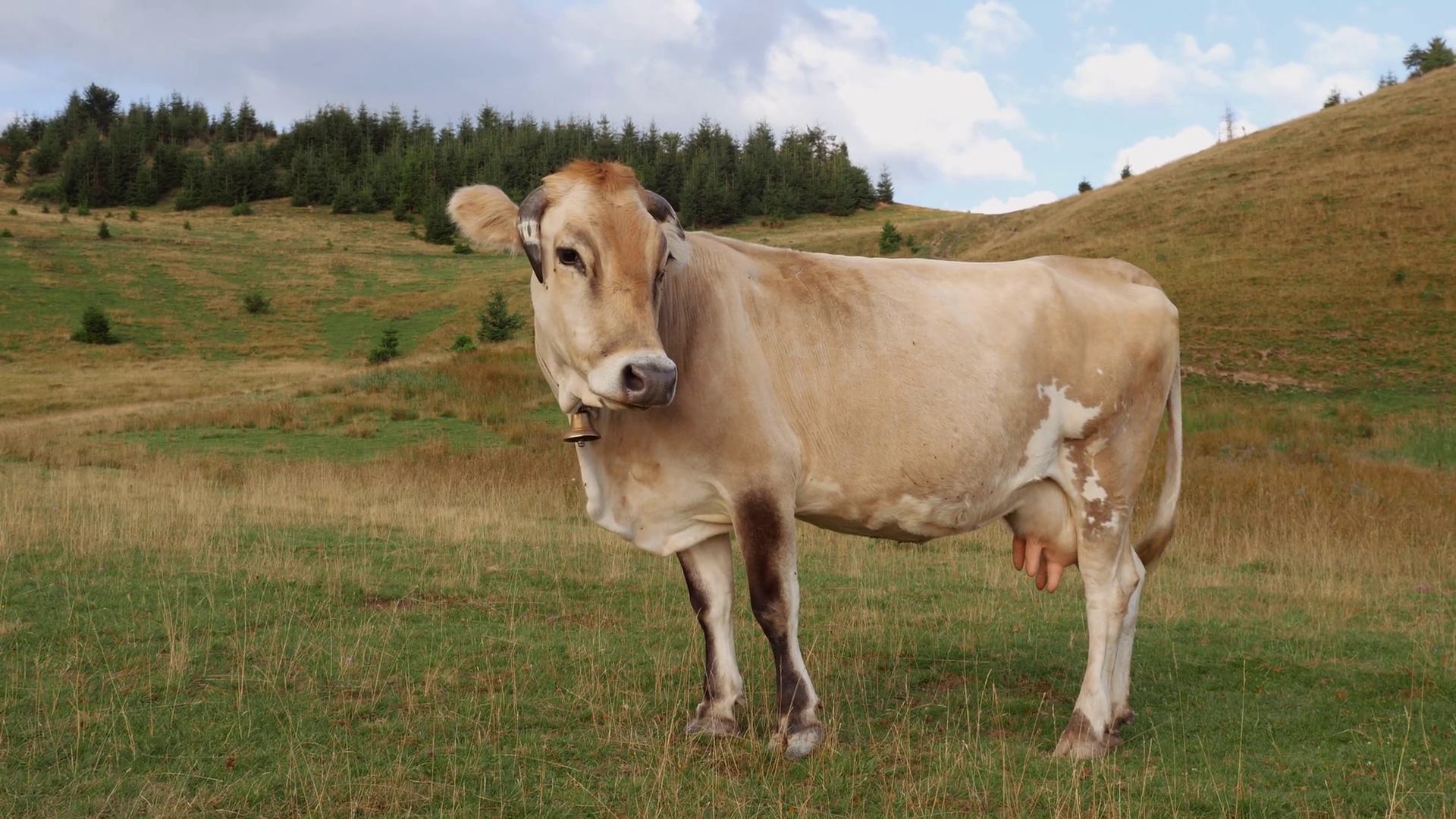 The Cow Stands On Pasture Wagging Tail Stock Footage SBV-316807841 ...