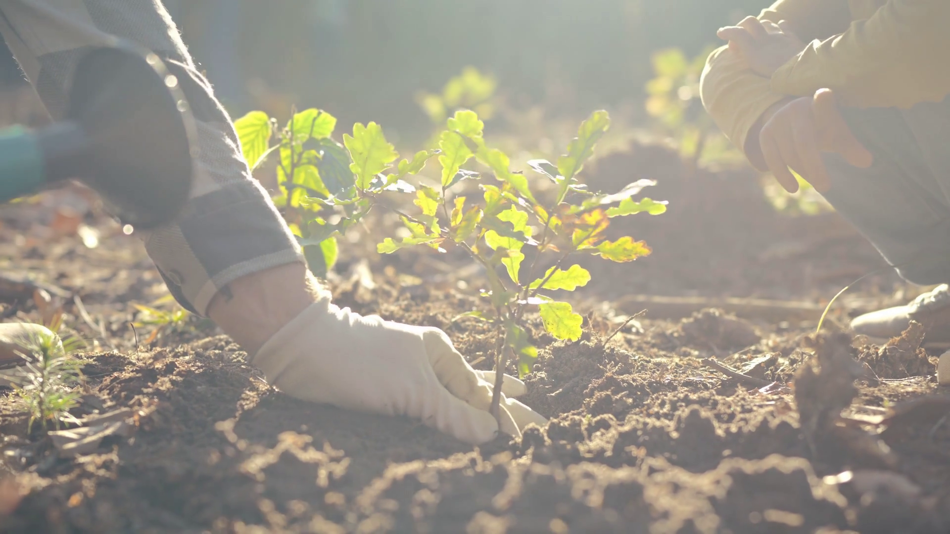 Close Up Of Hand Planted In Ground Small Oak Stock Footage SBV ...