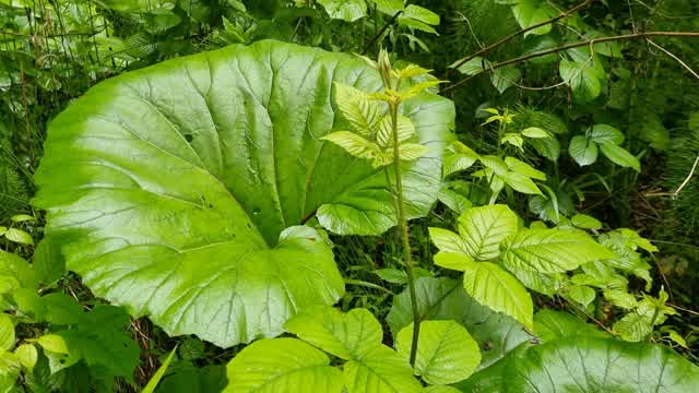 Asian Dwarf Stock Footage: Royalty-Free Video Clips - Storyblocks