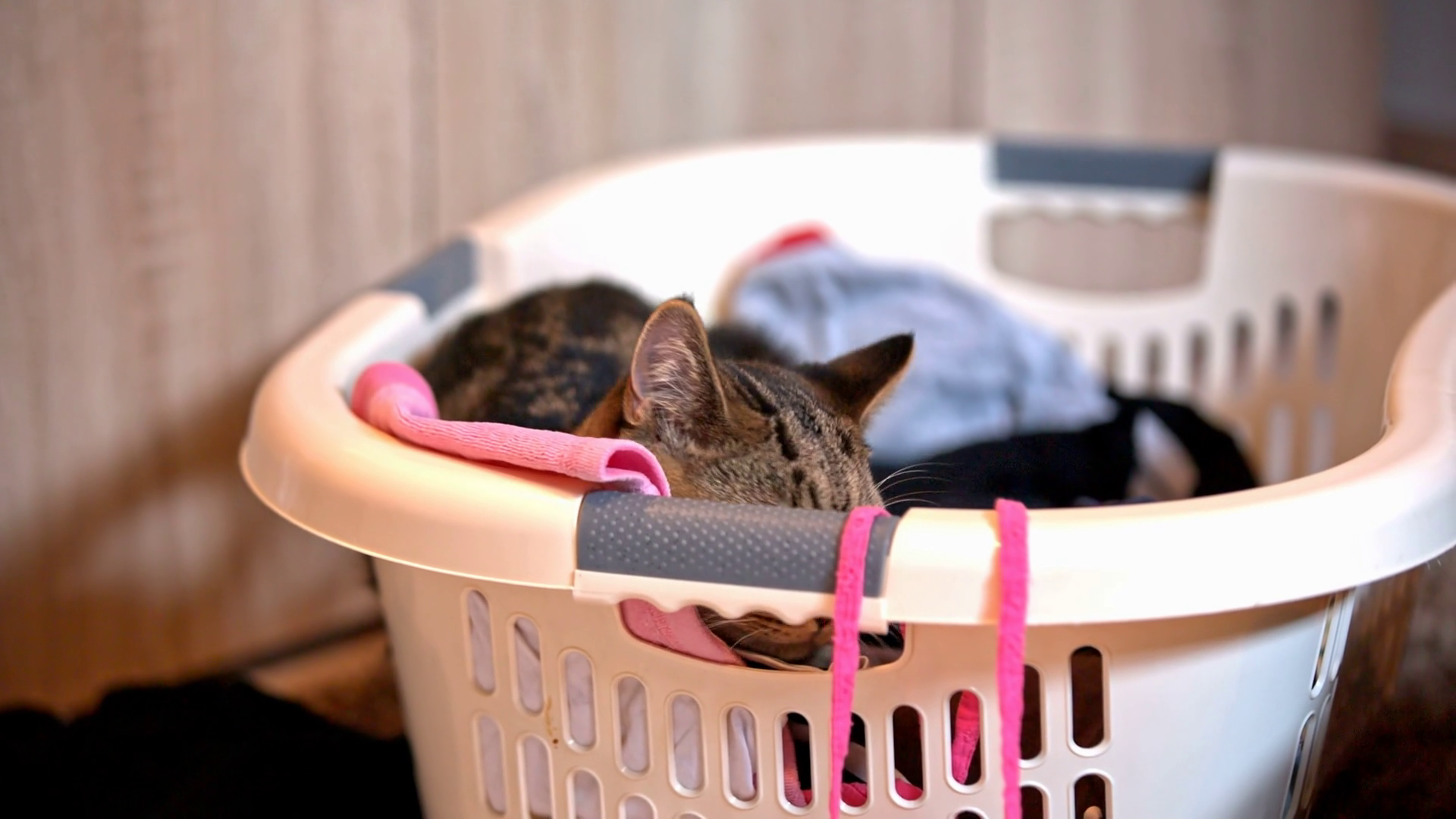 Cat Lying Inside Clean Laundry Basket Cute Stock Footage SBV-353331050 ...
