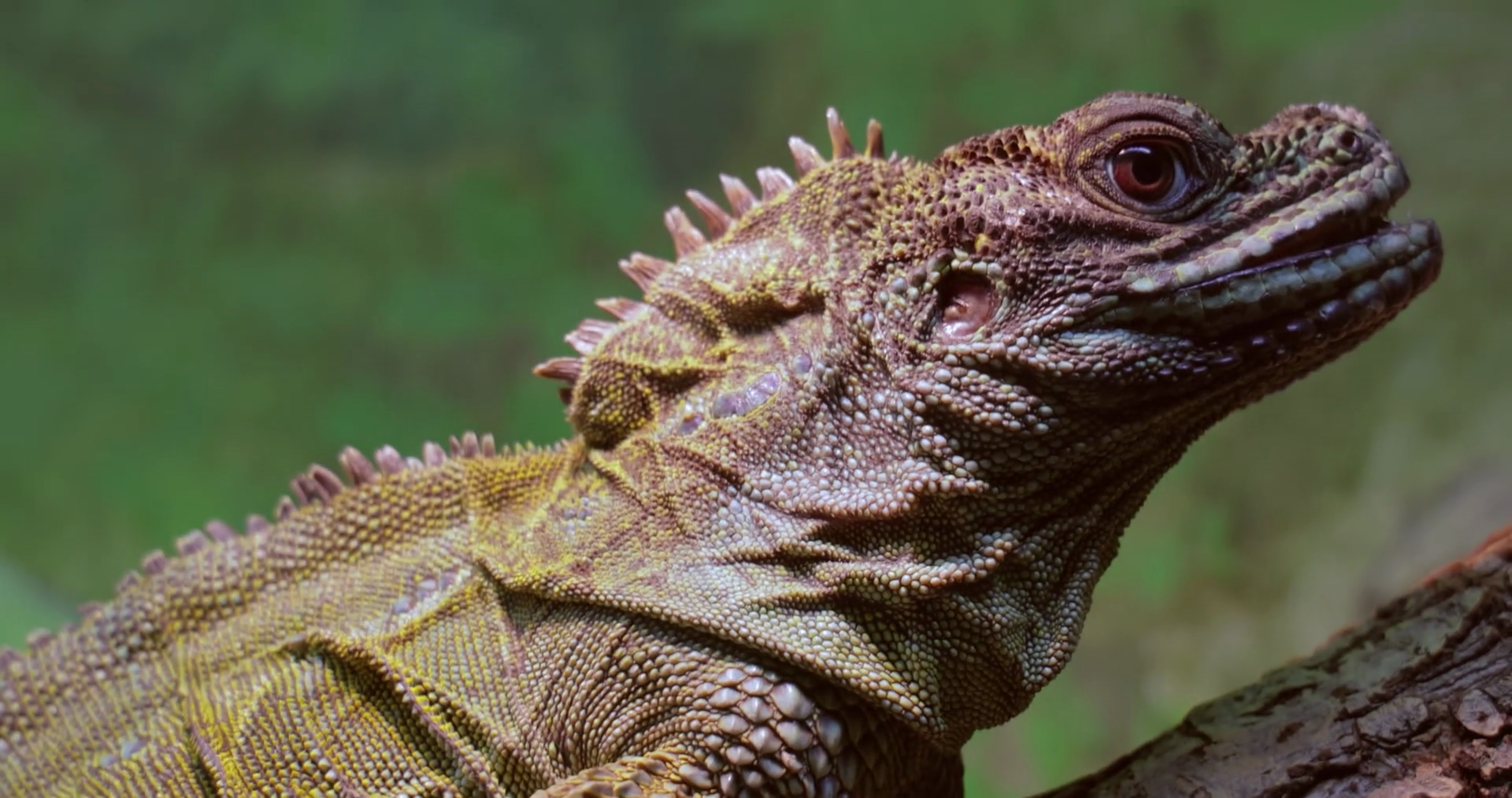 Philippine Sailfin Lizard Crested Lizard Stock Footage SBV-338955168 ...