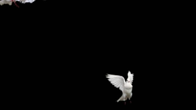 Dove Alpha Stock Footage: Royalty-Free Video Clips - Storyblocks