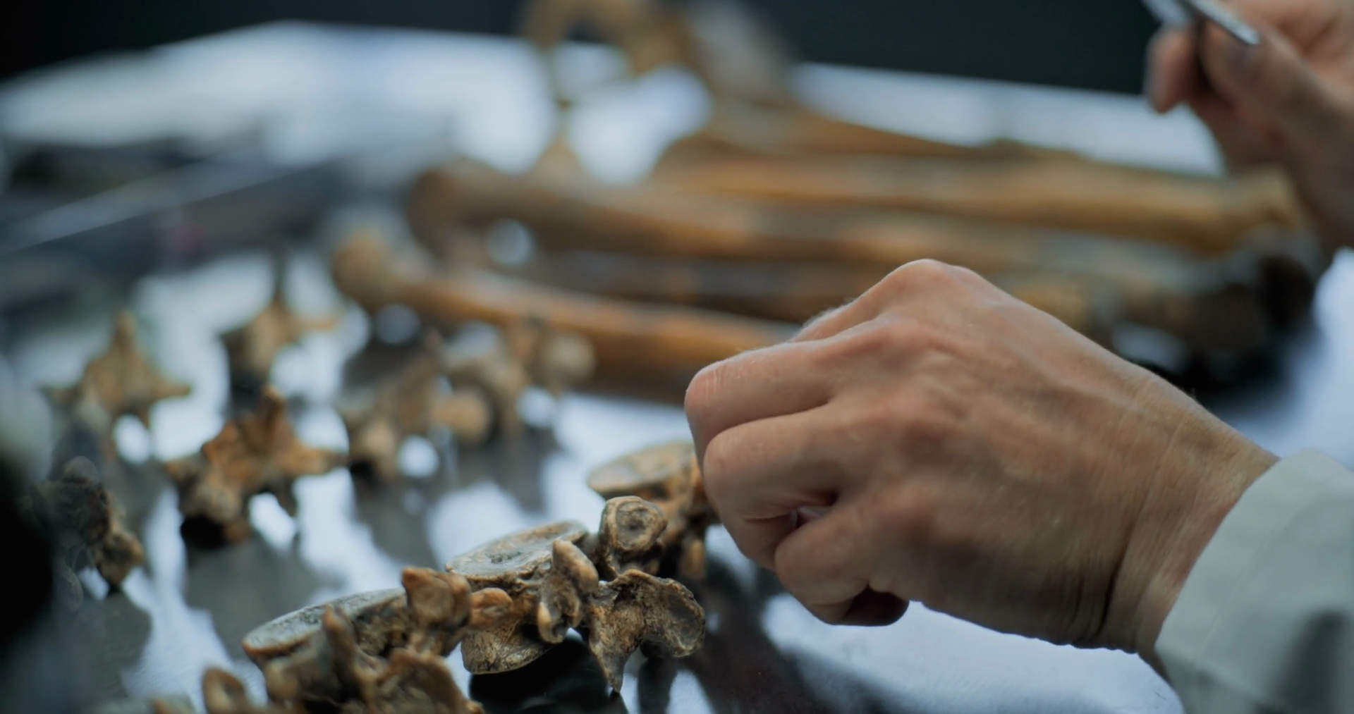 Close Up Of Scientist Measuring Bones Of Stock Footage SBV-349248514 ...