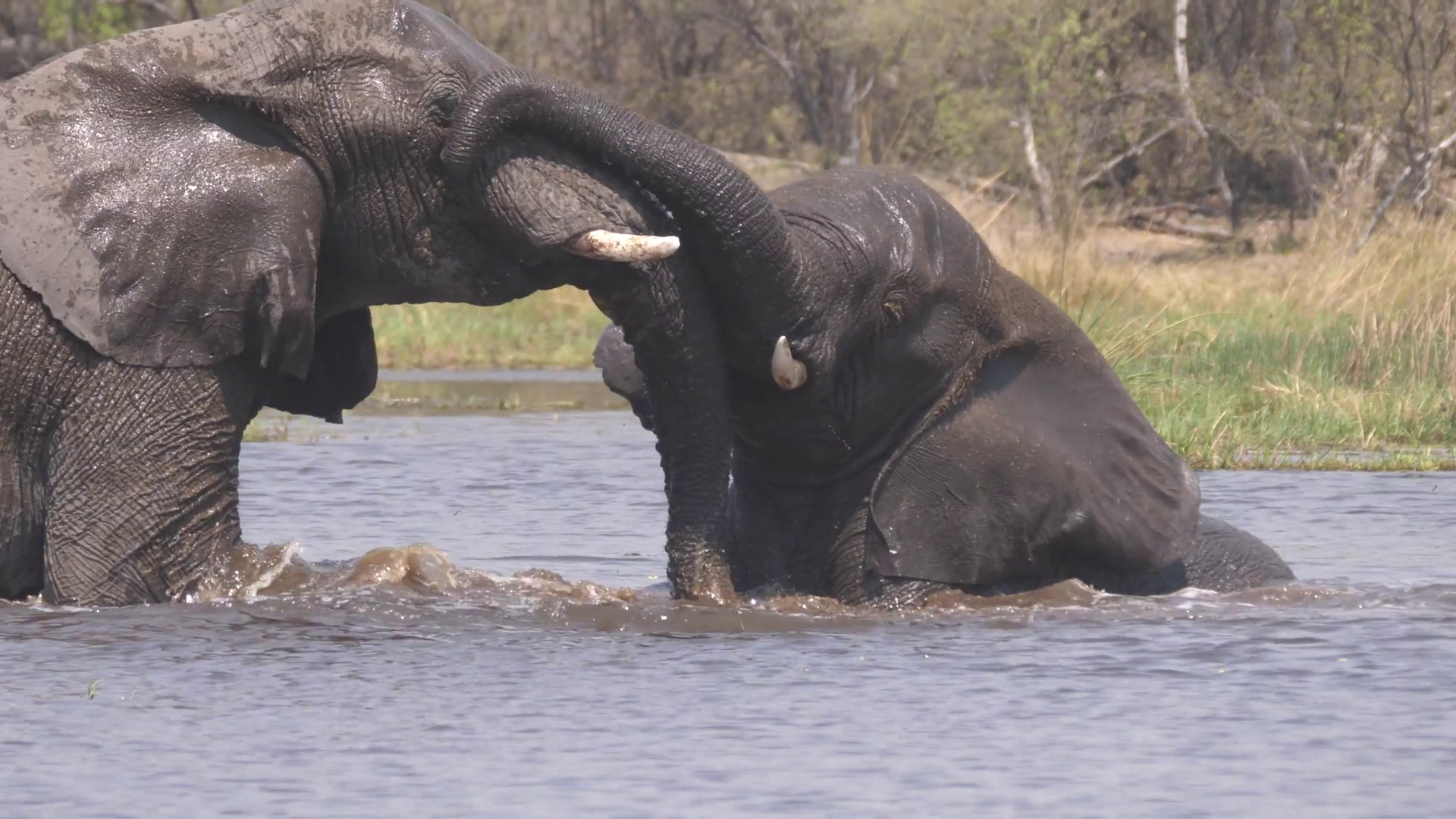 Elephant Chilling In Lake At Okavango Delta Stock Footage SBV-353344098 ...