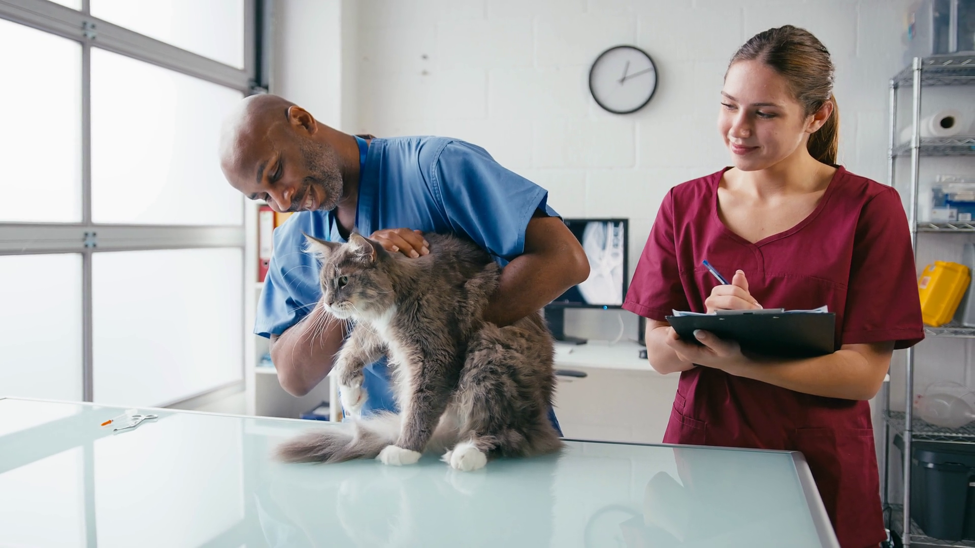 Male Vet Female Trainee Veterinary Nurse Stock Footage SBV-348833925 ...