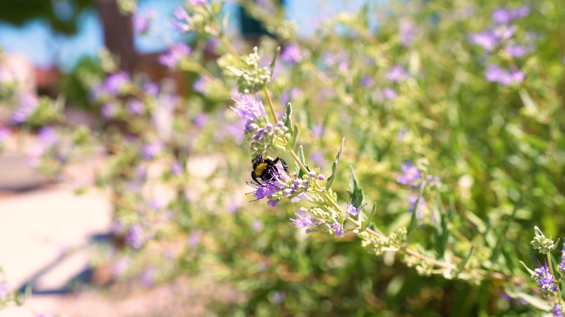 Beautiful Bumble Bee Pollinating Purple Stock Footage SBV-352456160 ...