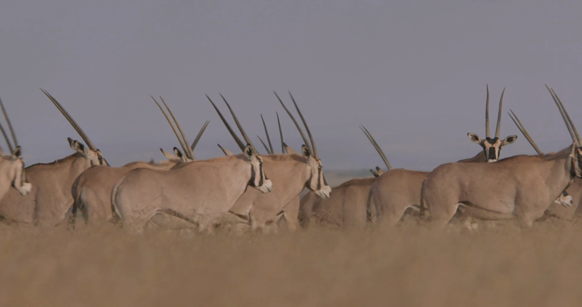 Wide Shot Of East African Oryxes (oryx Stock Footage SBV-349129055 ...