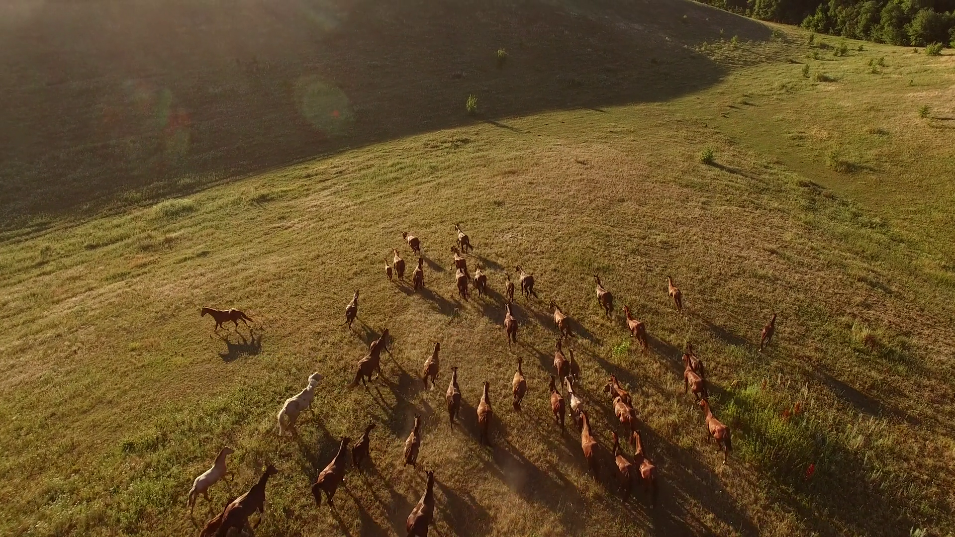 Horses Running On Huge Meadow Horseman Big Stock Footage SBV-314708054 ...