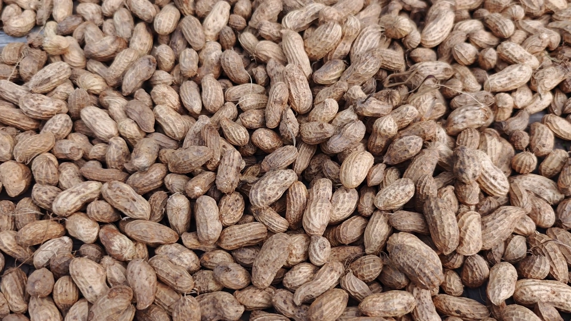 A Hand Reaching Fresh Peanuts Scattered On Stock Footage SBV-353429891 ...