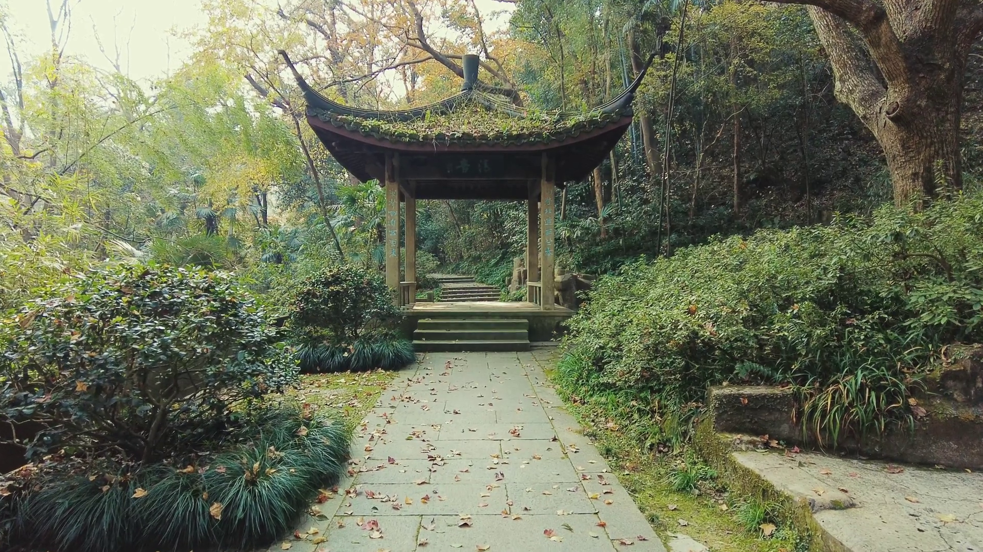 Hupao Dreaming Of Tiger Spring Park In Stock Footage SBV-352601966 ...
