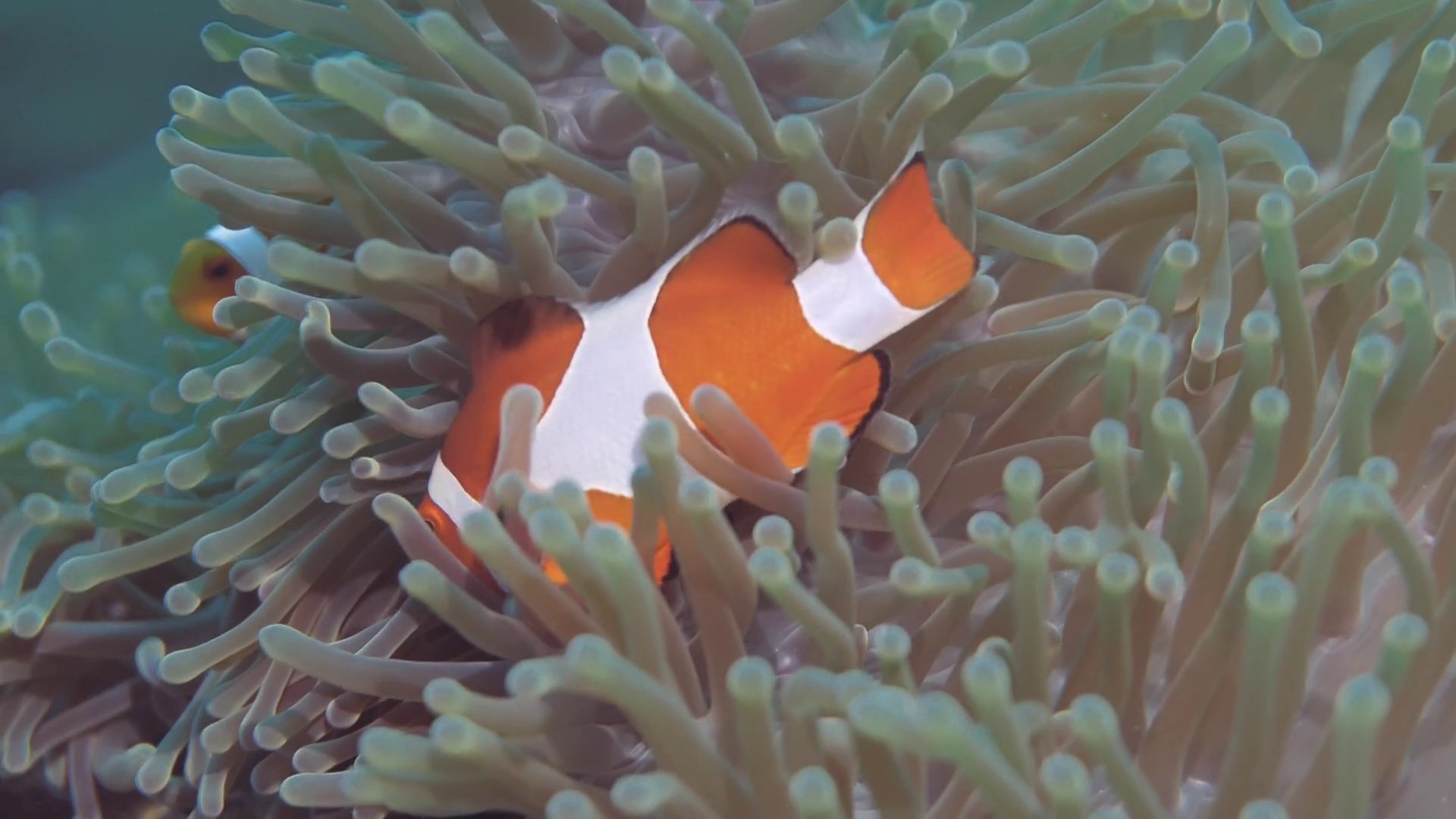 Clownfish Swims Among Coral Reef Forest In Stock Footage SBV-347795771 ...