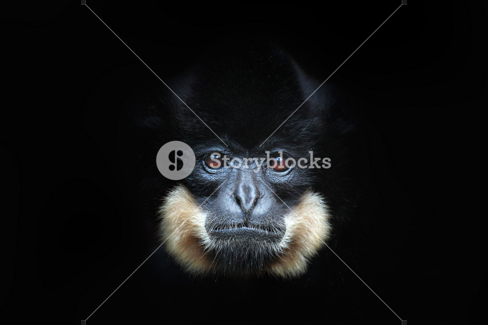 Gibbon, Nomascus gabriellae, detailed portrait of wild primate ...